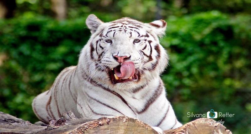 Silvana Retter PHOTOGRAPHY: FIAP and PSA Acceptances and Awards - 3rd ...